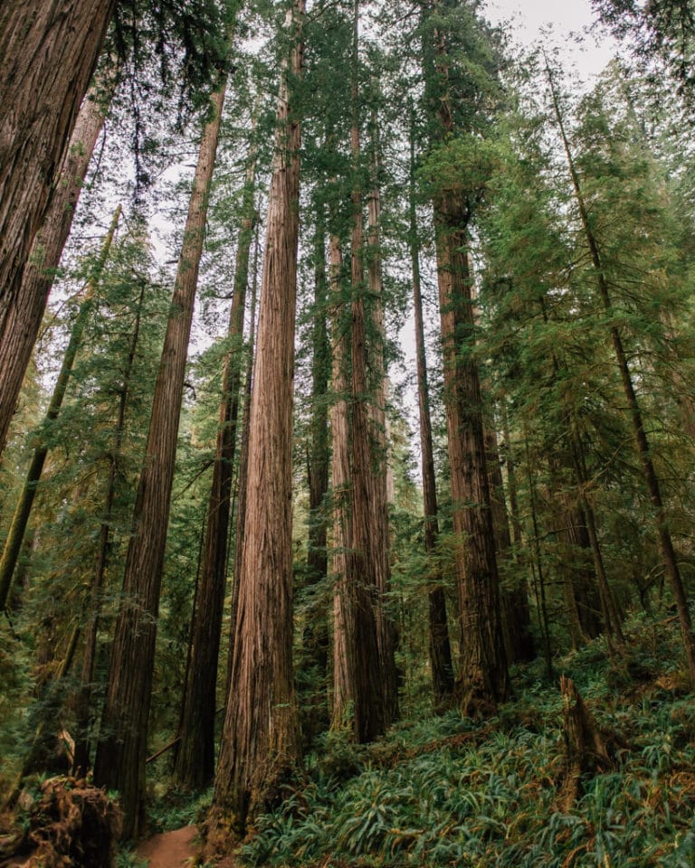 Plan Your Trip to Redwood National Park | ULTIMATE Guide 2024