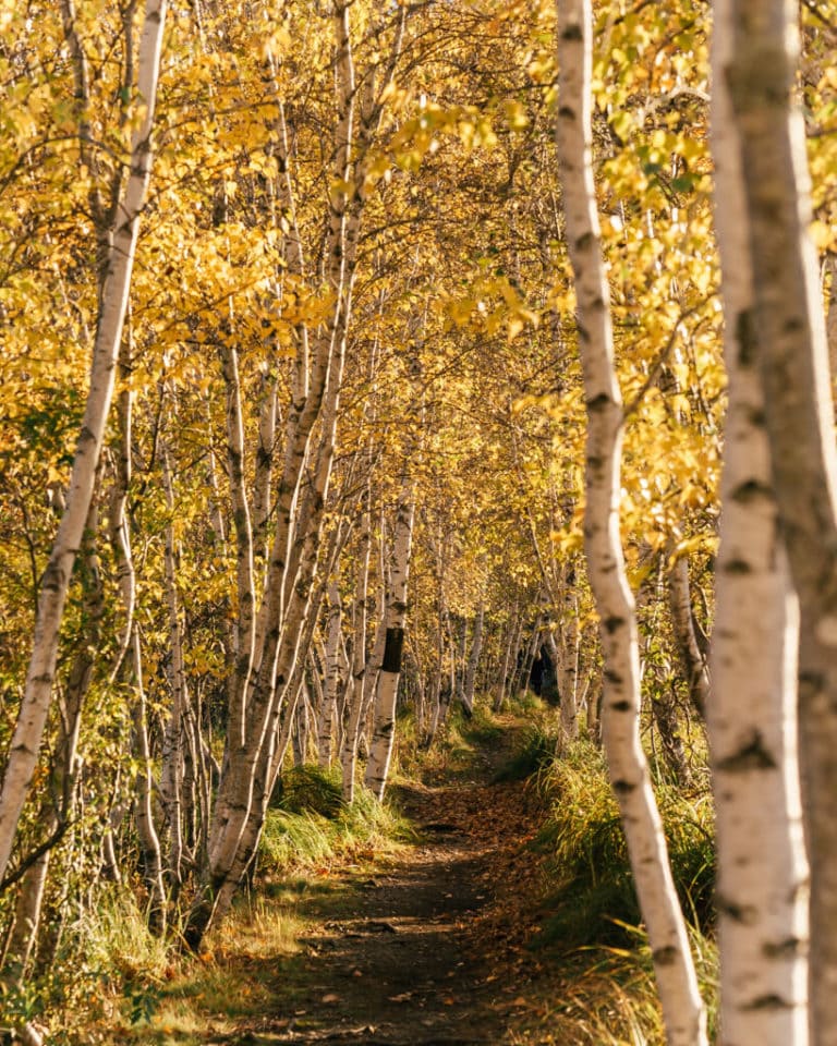 ULTIMATE Acadia National Park Fall Guide: Things To Do & More