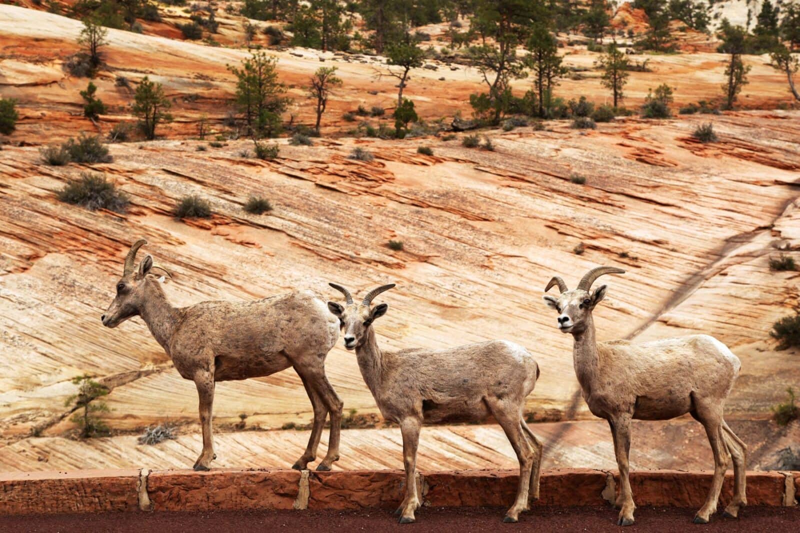 13 EPIC Things to Do in Zion National Park Besides Hiking - Dani The ...
